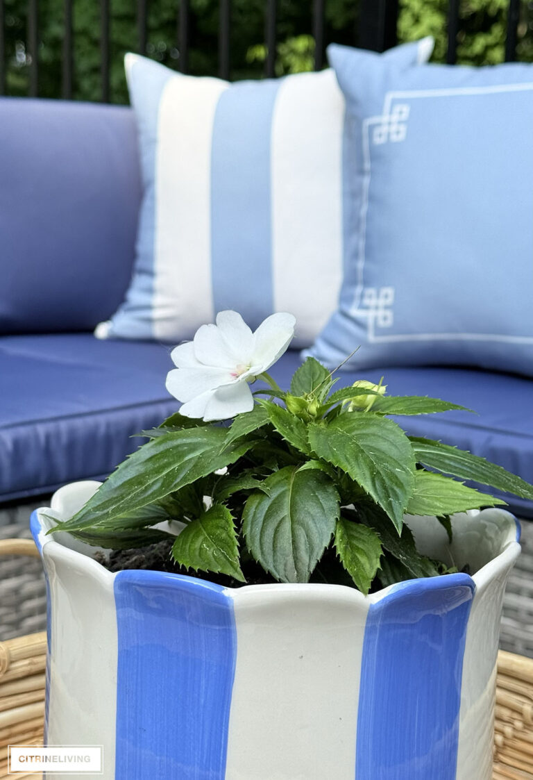 OUR CHIC POOL UPDATE! - CITRINELIVING